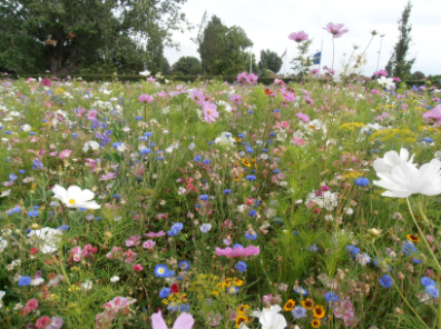 John Chambers Impact Showy Wildflower Seed Mix - Impact Wildflower Range | John Chambers ...